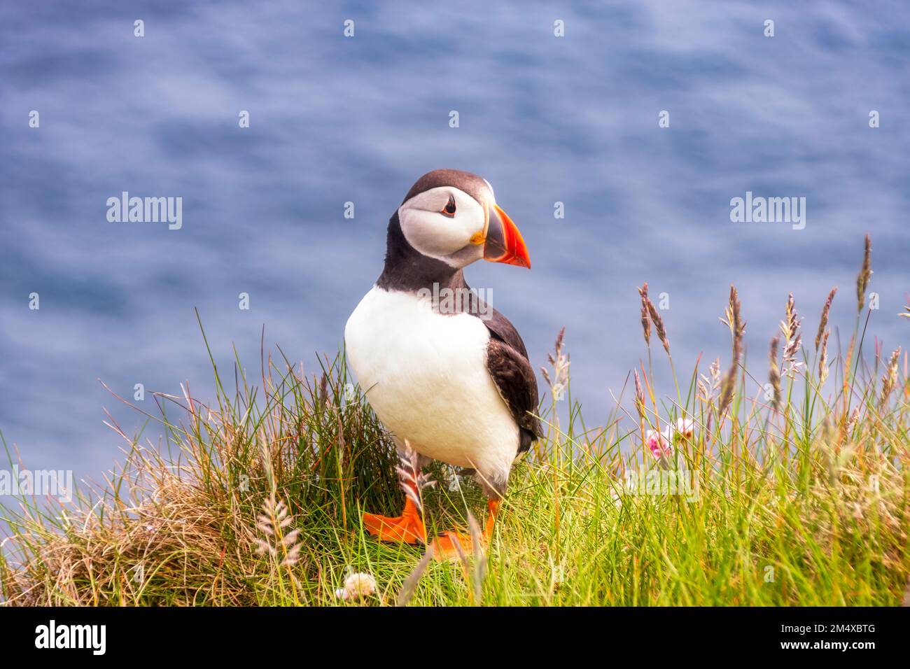 Puffin grass hi-res stock photography and images - Alamy