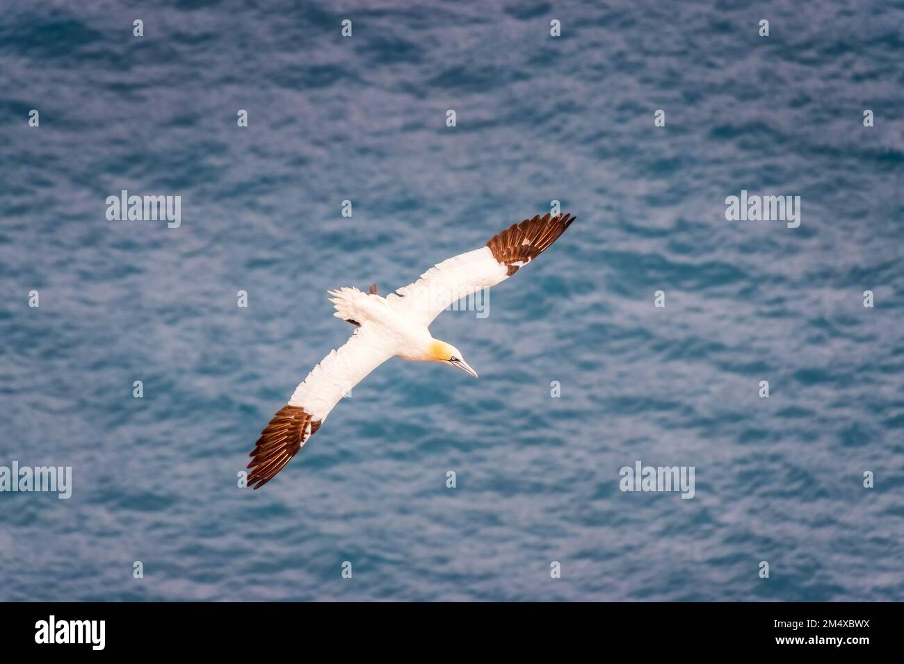 Lone bird flying hi-res stock photography and images - Alamy