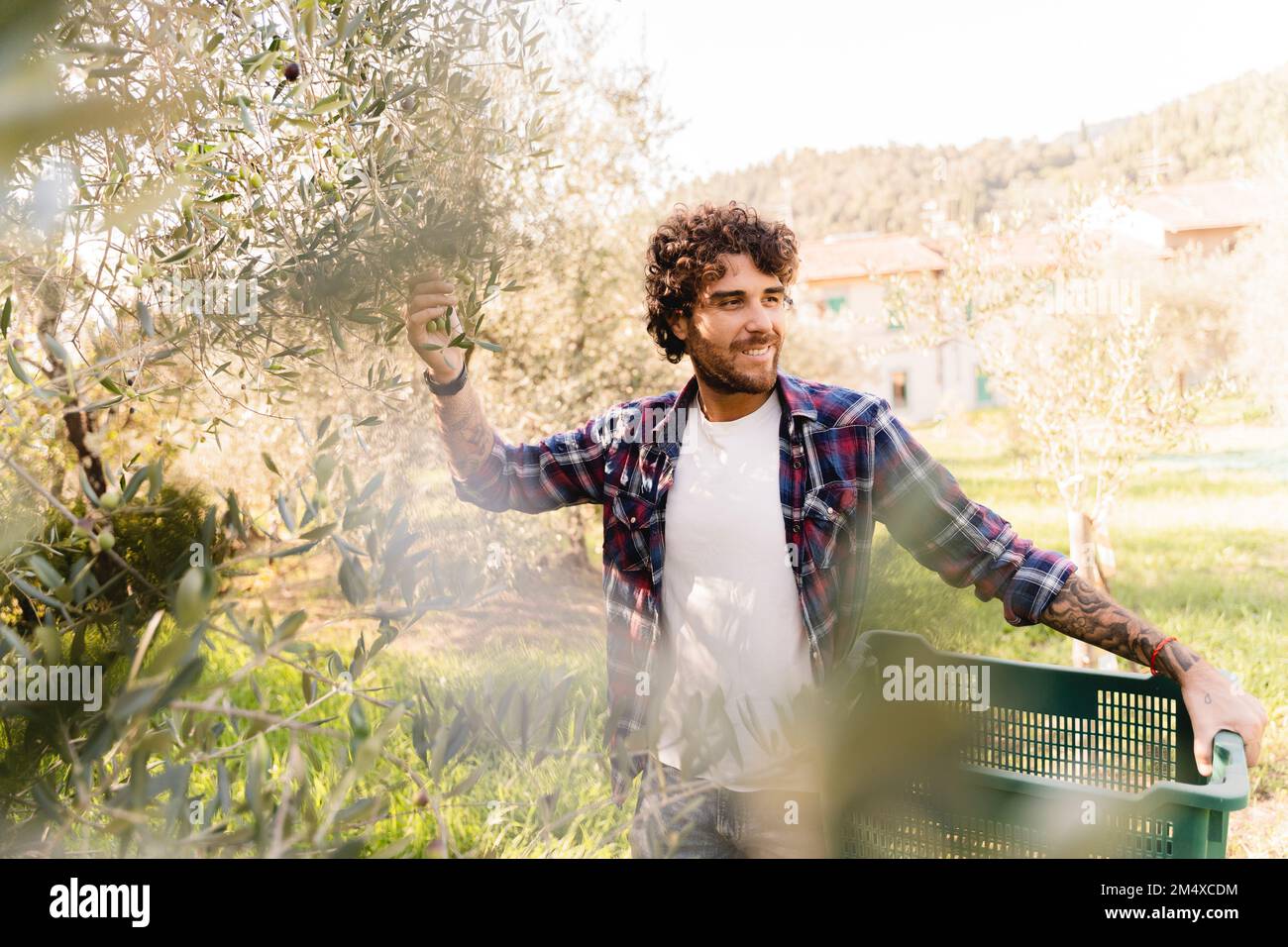 Man holding crate standing by tree in olive orchard Stock Photo - Alamy