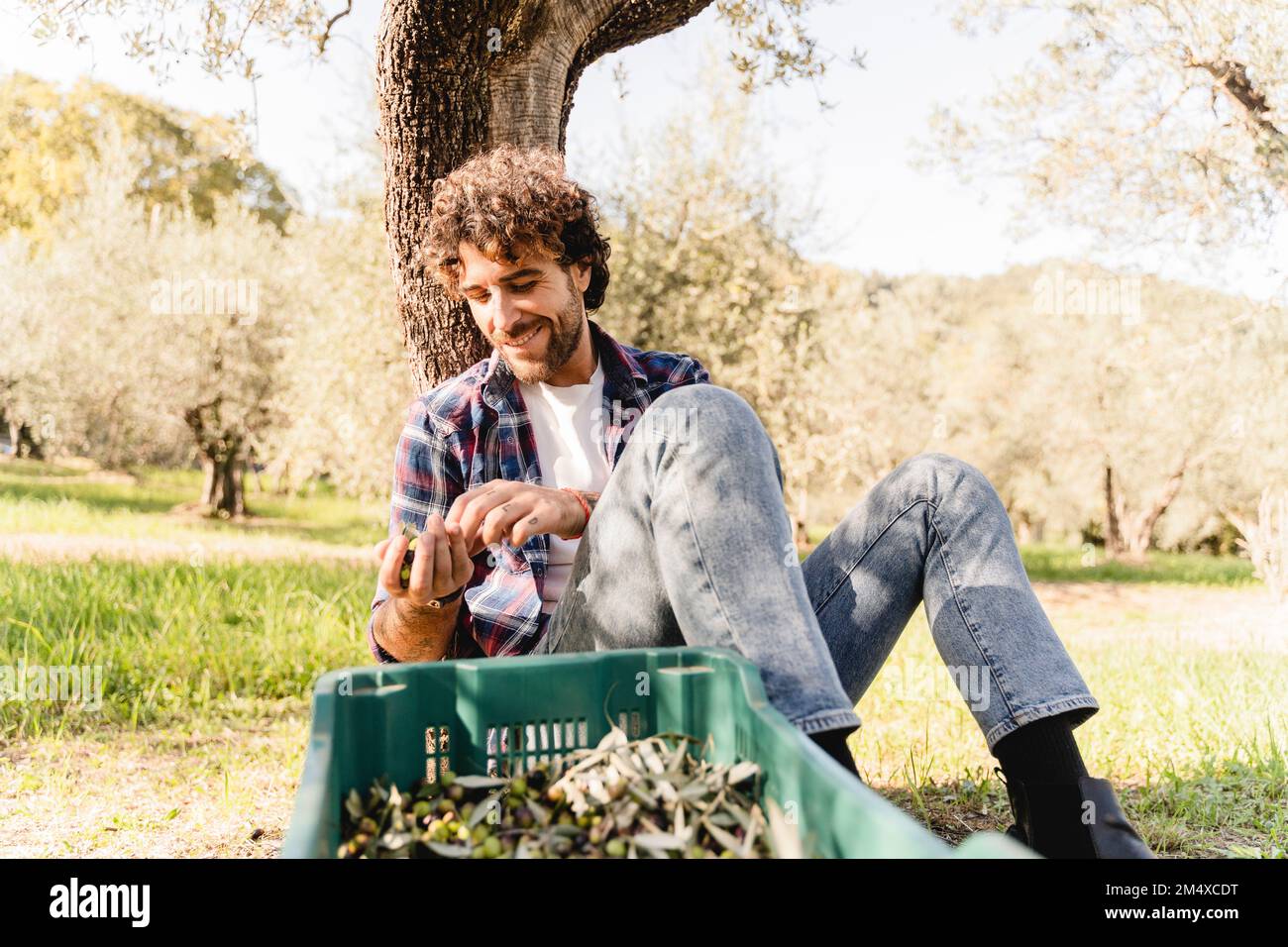 Olive on the tree hi-res stock photography and images - Alamy