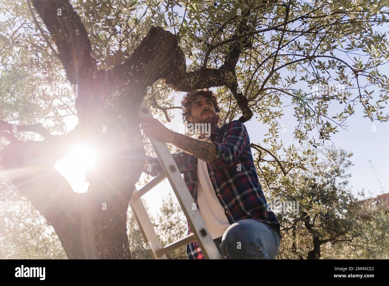 Man standing under tree hi-res stock photography and images - Alamy