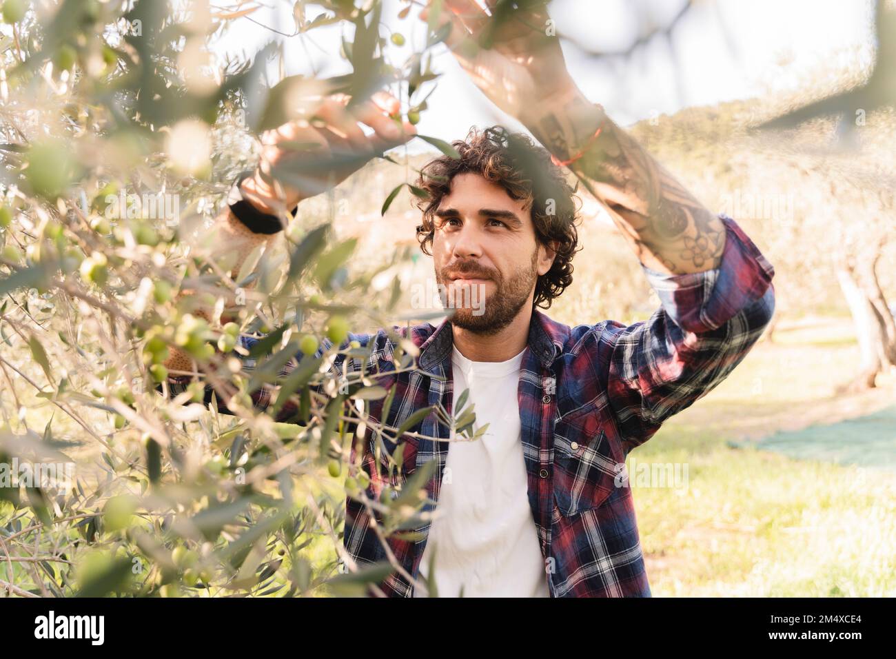Olive tree farmer hi-res stock photography and images - Alamy