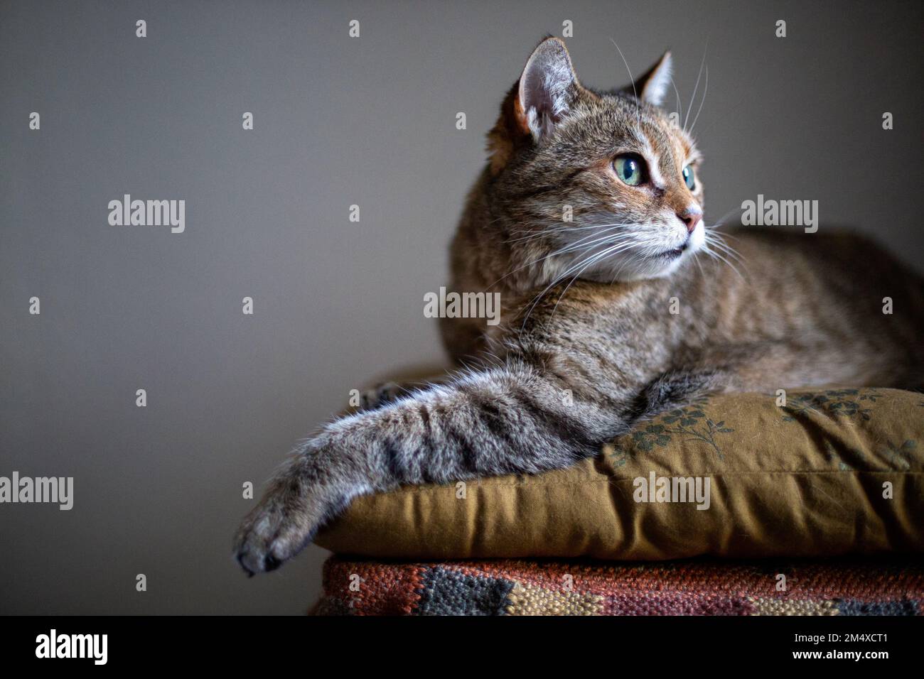 Alerted animals hi-res stock photography and images - Alamy