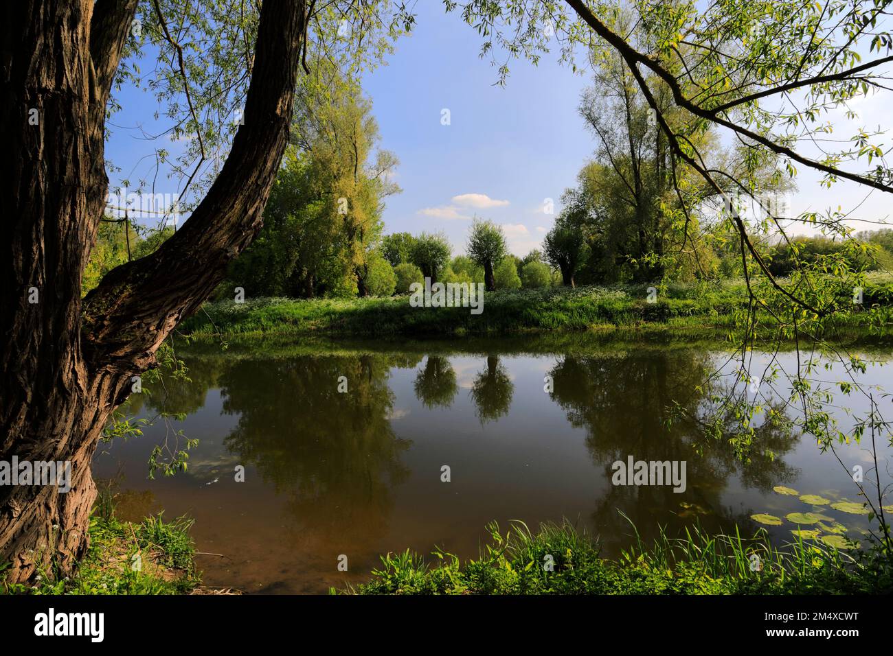Summer view of the river Nene, Ferry Meadows country park, Peterborough ...