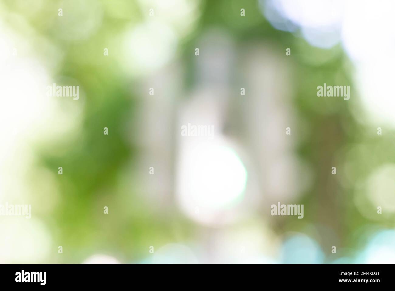 Abstract background. Background in blur out of focus. Texture in shades of green. Bokeh in the ...