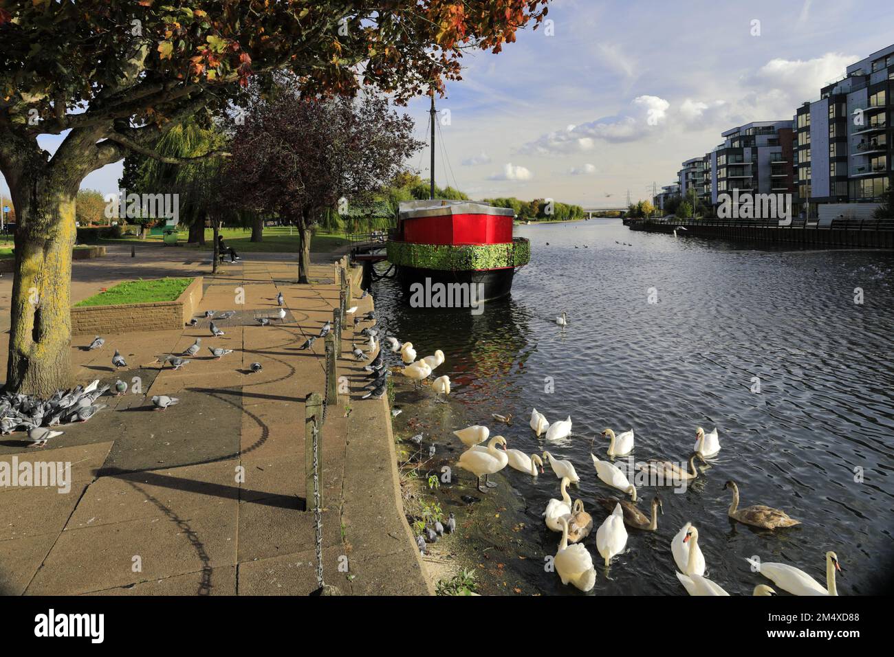 Swans at the River Nene Embankment Gardens, Peterborough City ...