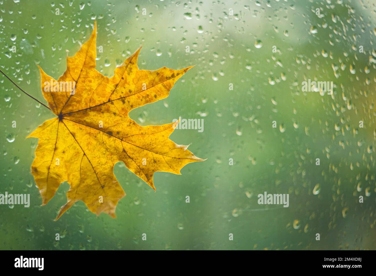 Autumn maple leaf yellow on glass with raindrops. Autumn weather. Rain ...