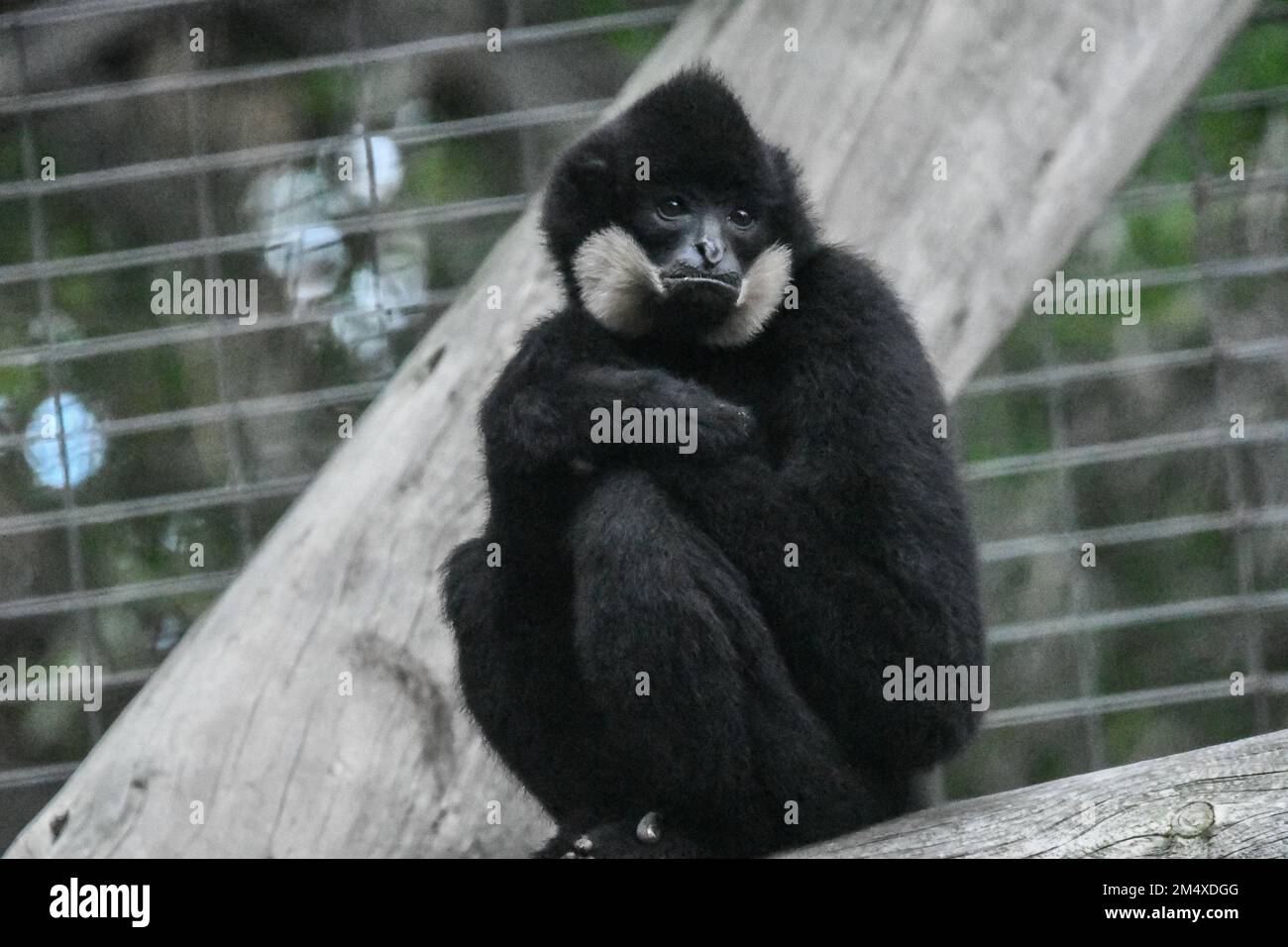 The northern white-cheeked gibbon (Nomascus leucogenys) at the zoo ...