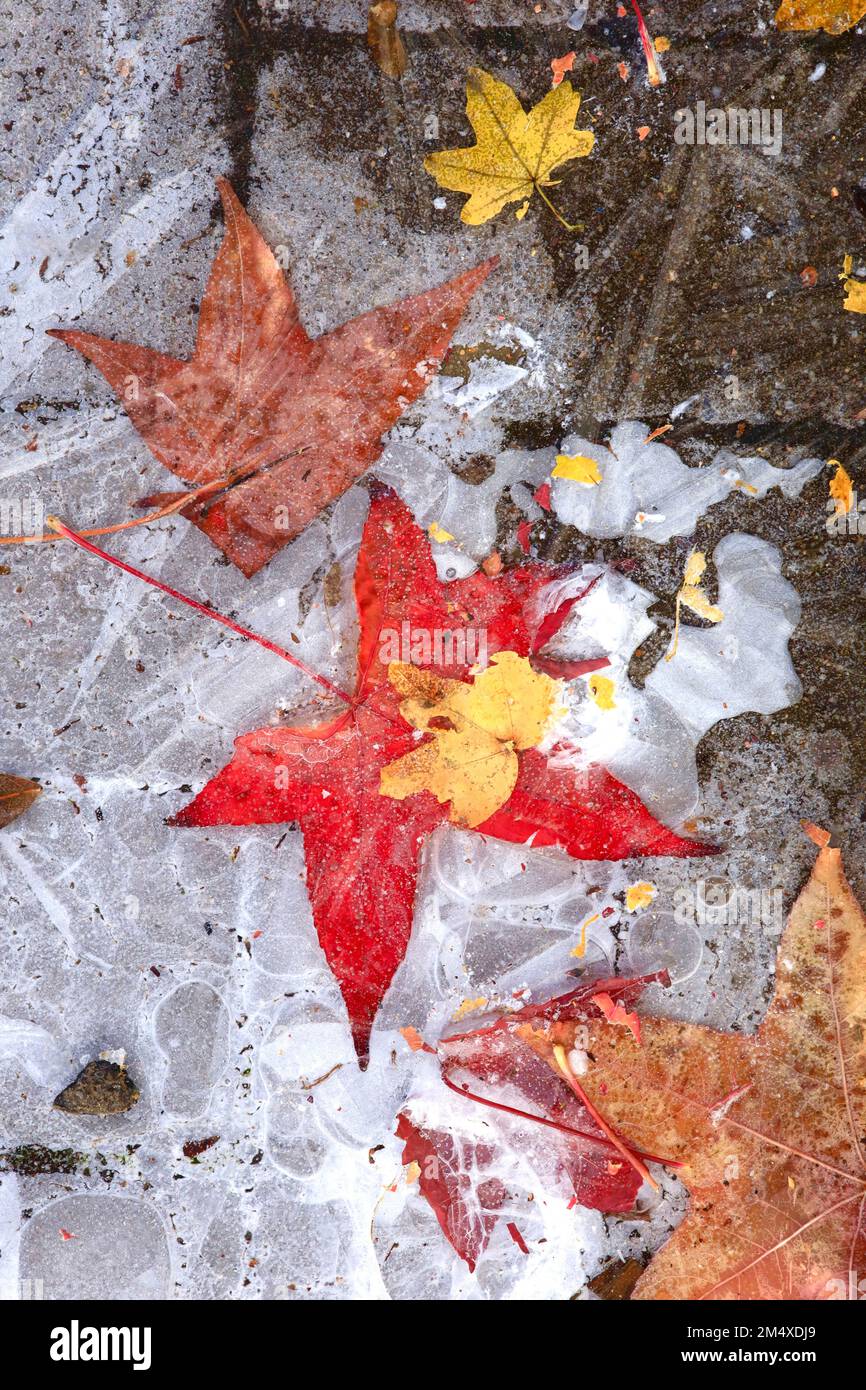 Fallen maple leaves lying on icy surface Stock Photo - Alamy