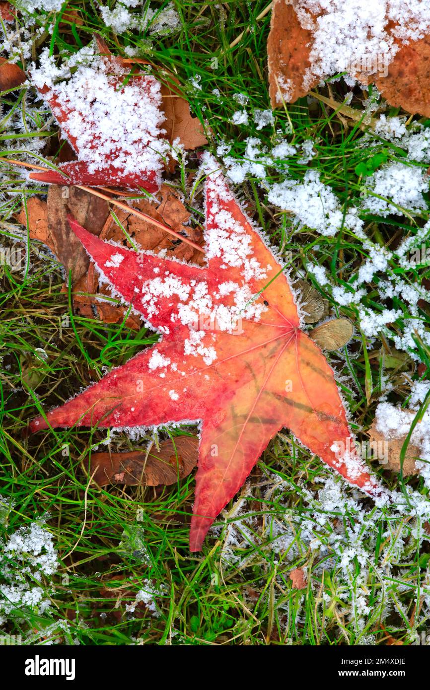 Frosted maple leaf hi-res stock photography and images - Alamy