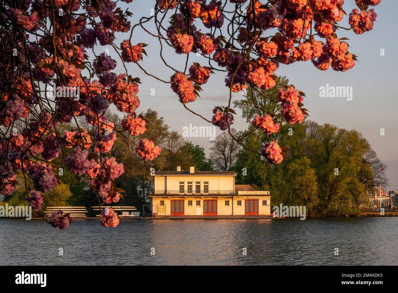 Germany, Hamburg, Boathouse on shore of Alster Lake with branches of ...