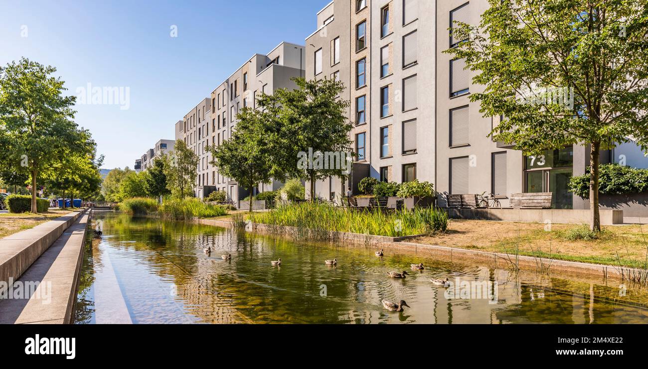 Ducks swimming pond stretching modern suburban apartments bahnstadt ...