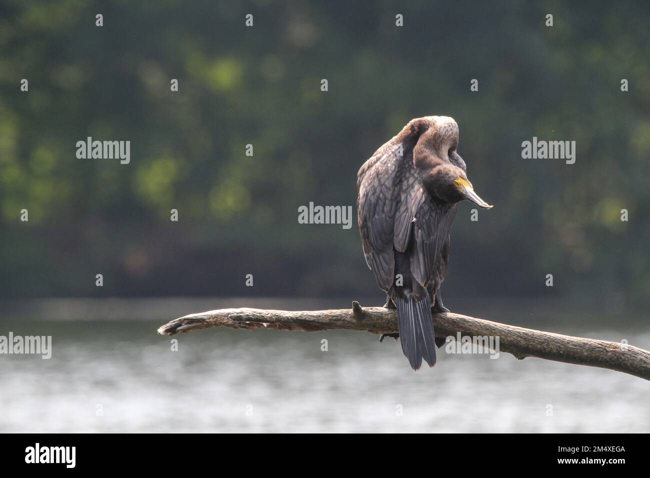 A closeup shot of a cormorant perched on a branch on the background of ...
