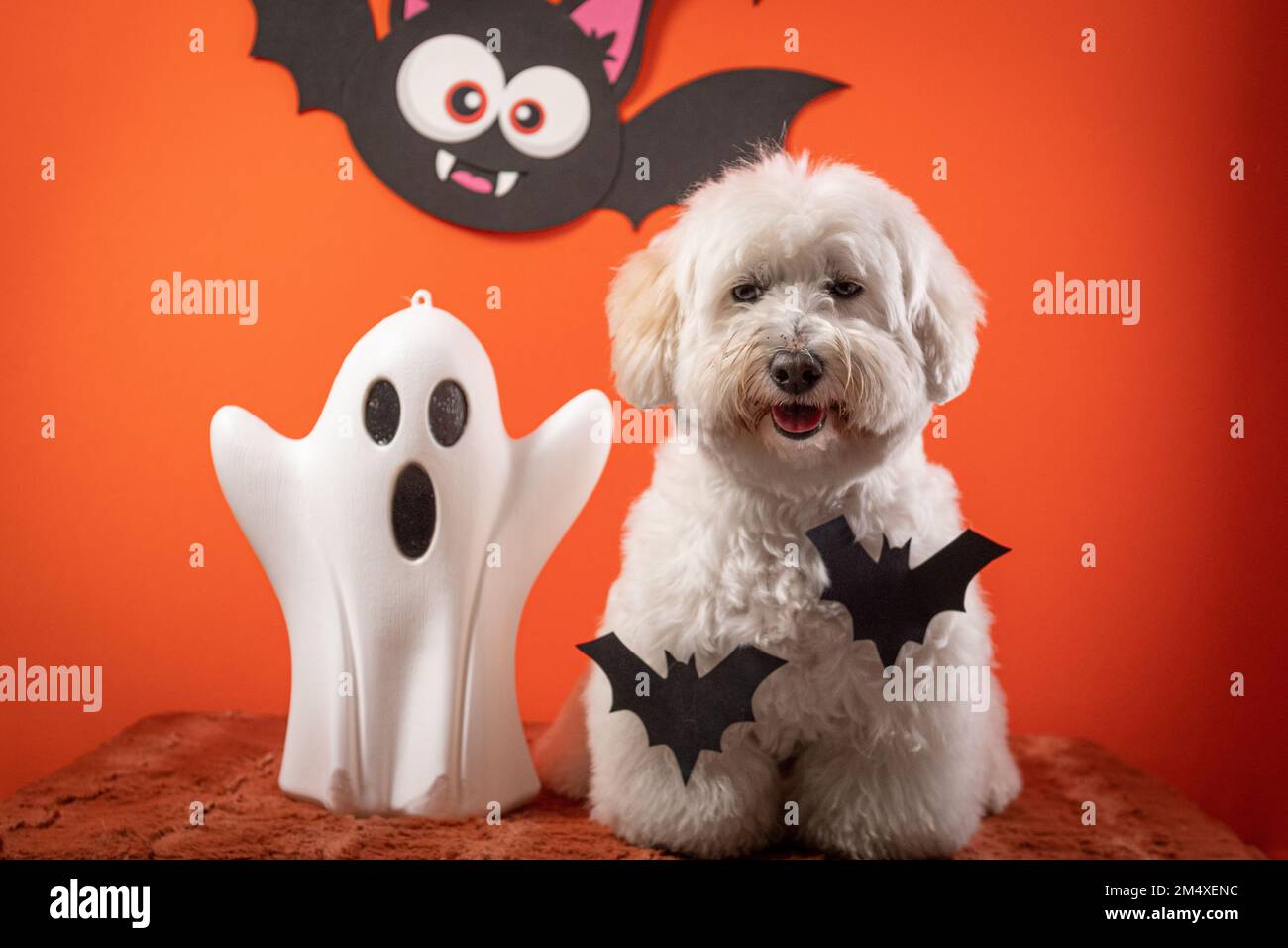 A closeup shot of a Coton de Tulear dog dressed up for Halloween in ...