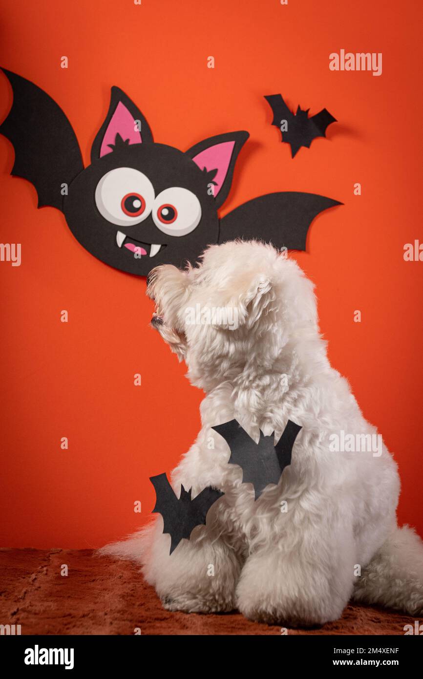 A vertical shot of a Coton de Tulear dog dressed up for Halloween in ...