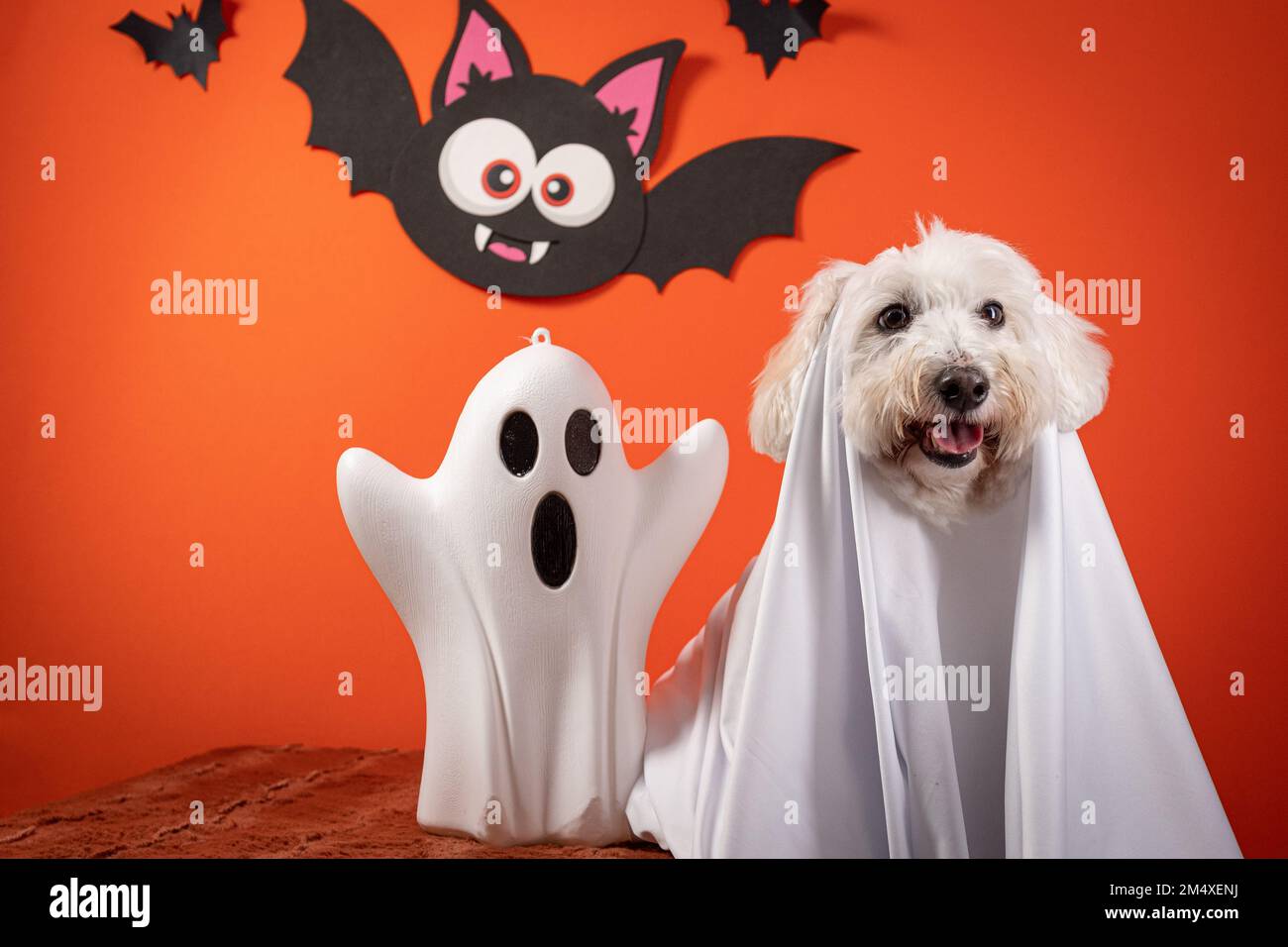 A closeup shot of a Coton de Tulear dog dressed up for Halloween in ...