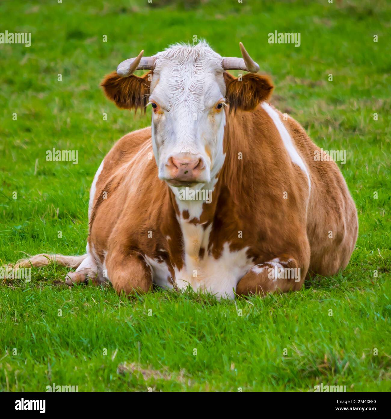 Relaxing cow hi-res stock photography and images - Alamy