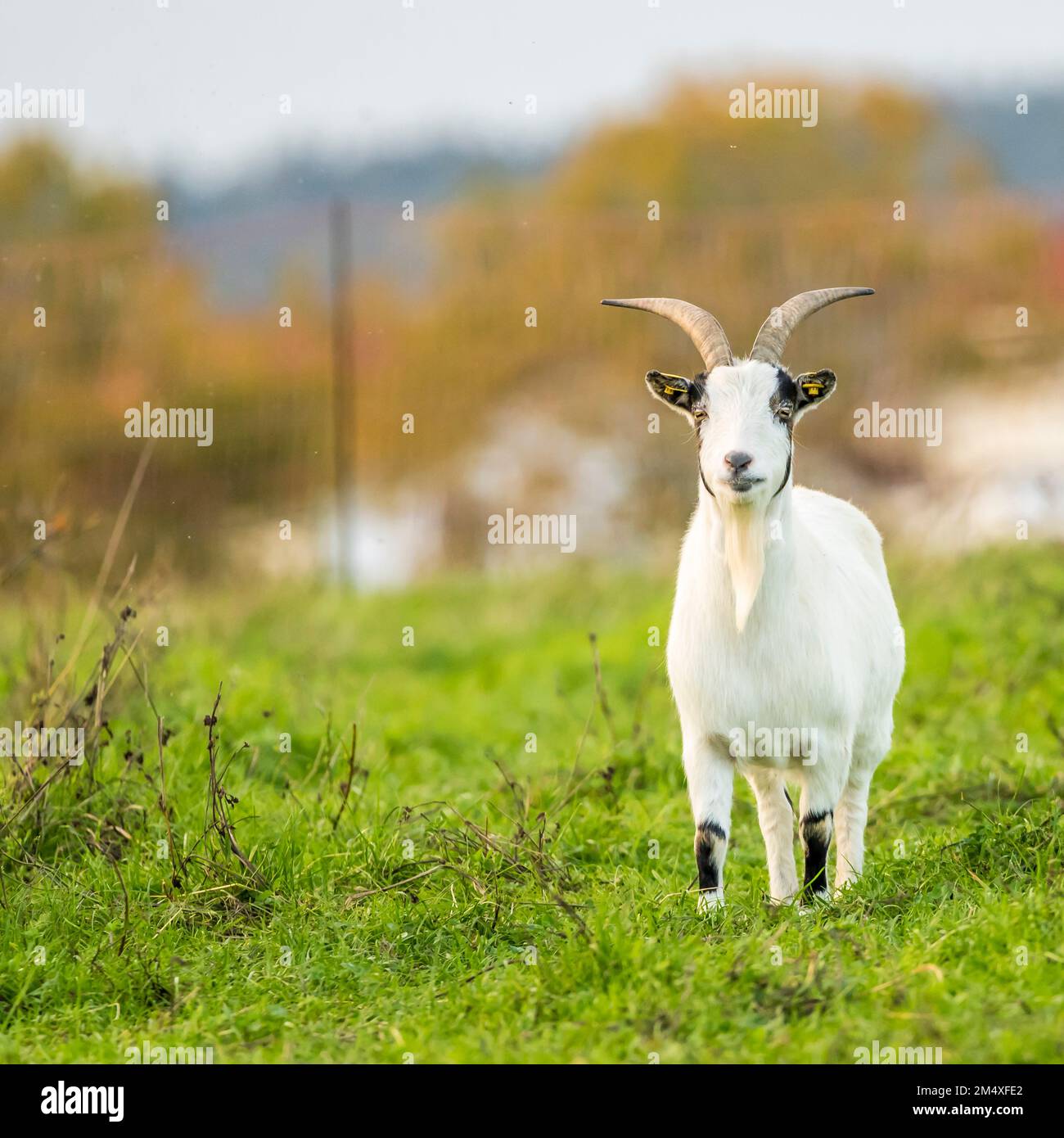 Portrait of goat standing in meadow Stock Photo - Alamy