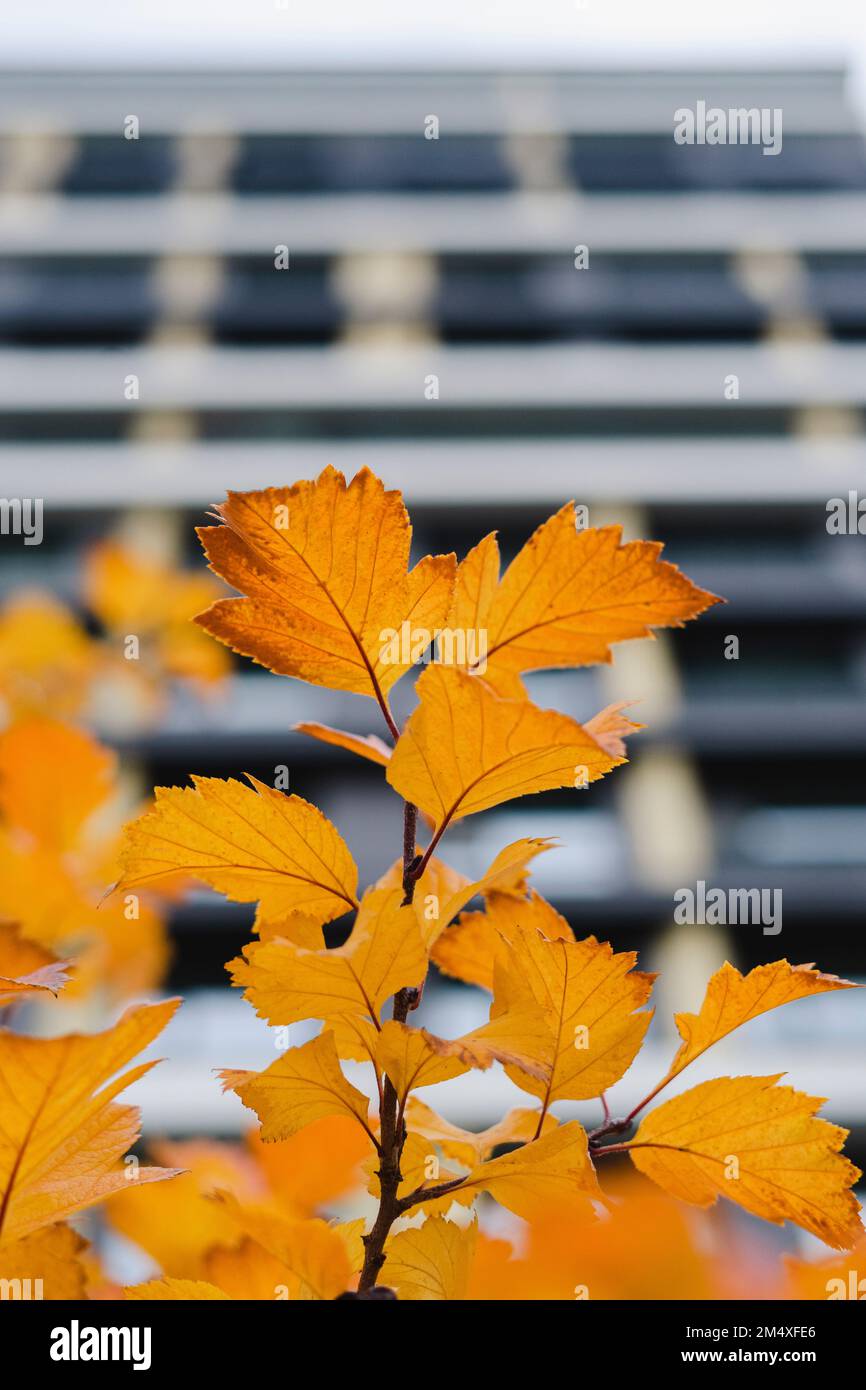 Plant with yellow leaves in front of building Stock Photo - Alamy