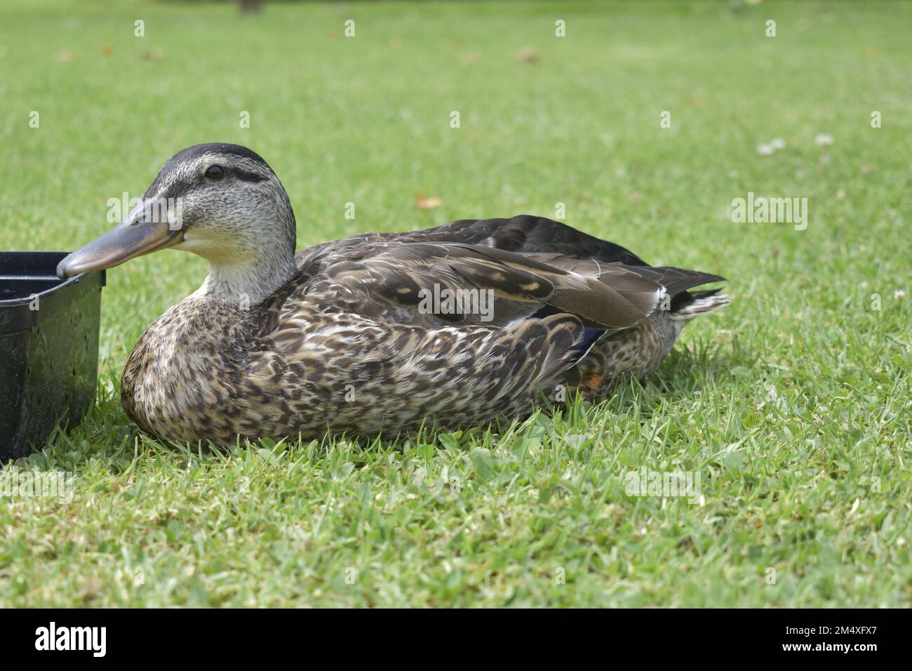 a duck watching and sitting Stock Photo - Alamy