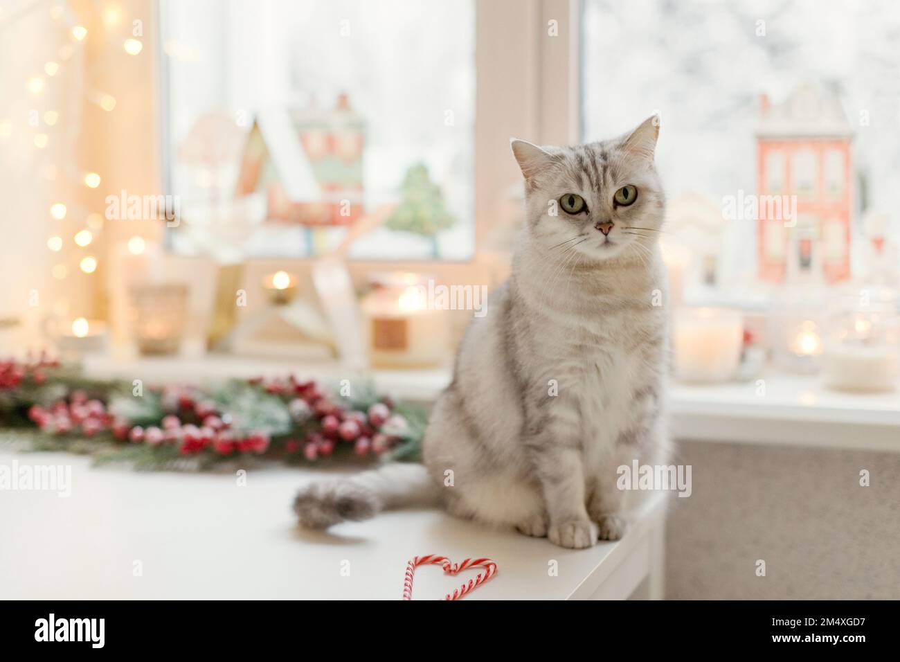 Cute cat on table at home Stock Photo - Alamy