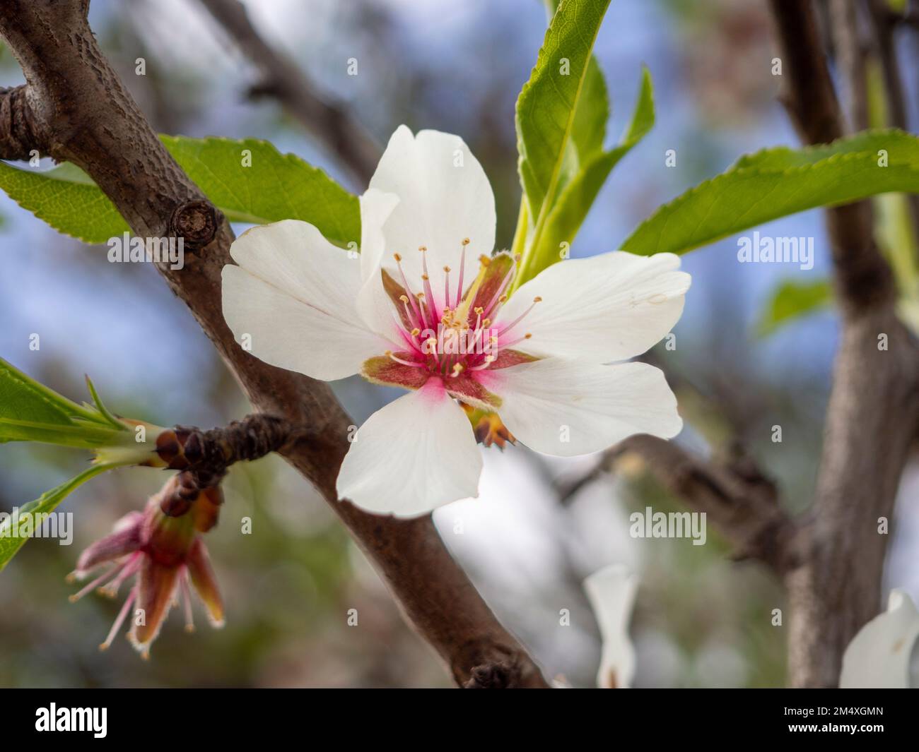 Almond tree image hi-res stock photography and images - Alamy