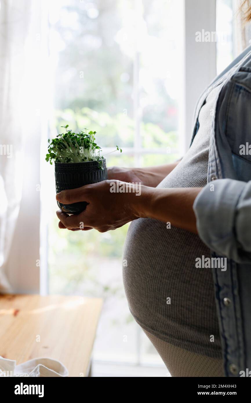 Pregnant woman holding small potted broccoli sprout at home Stock Photo ...