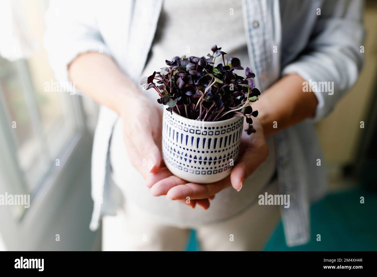 Hands of woman holding red radish sprouts at home Stock Photo - Alamy