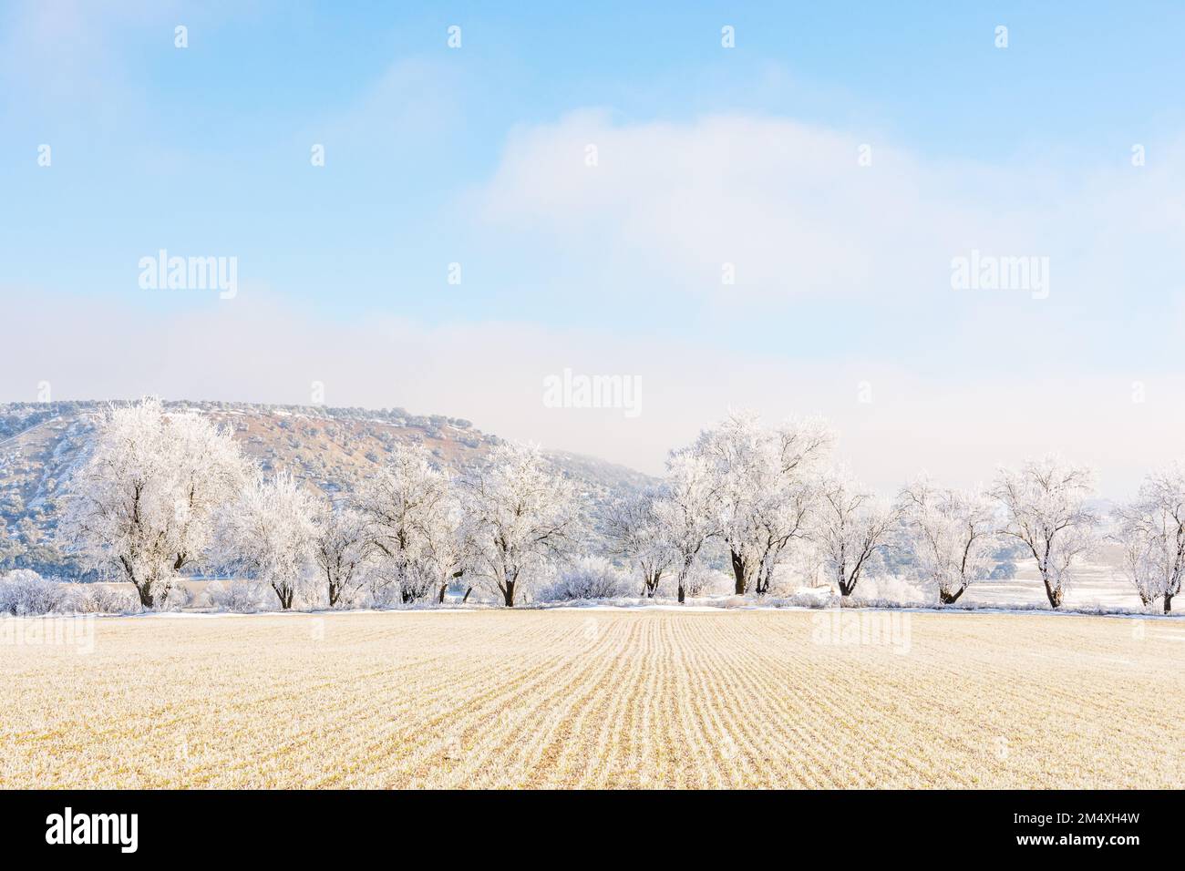 Winter landscape with a group of frozen and snowy trees on a sunny day ...