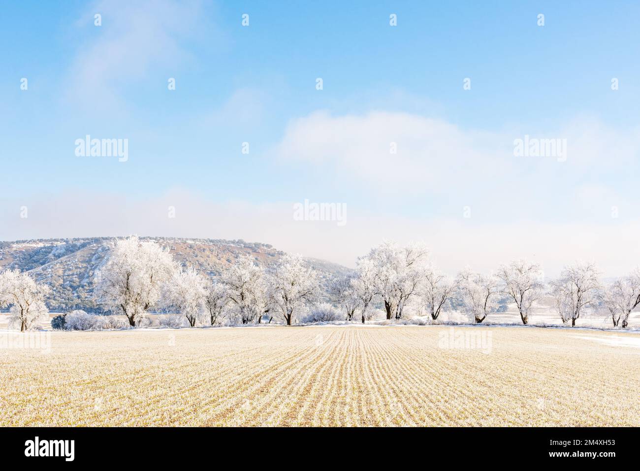 Winter landscape with a group of frozen and snowy trees on a sunny day ...