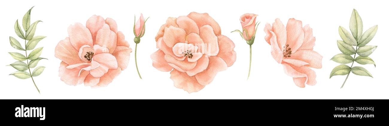 Watercolor floral set with pink peach Roses and green leaves. Hand ...