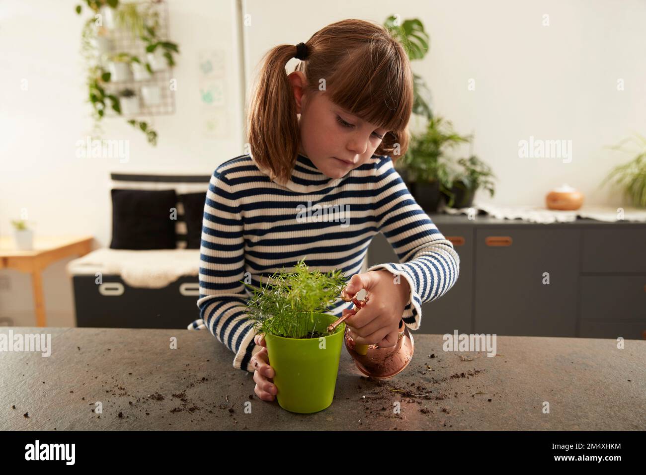 Home plant on table hi-res stock photography and images - Alamy