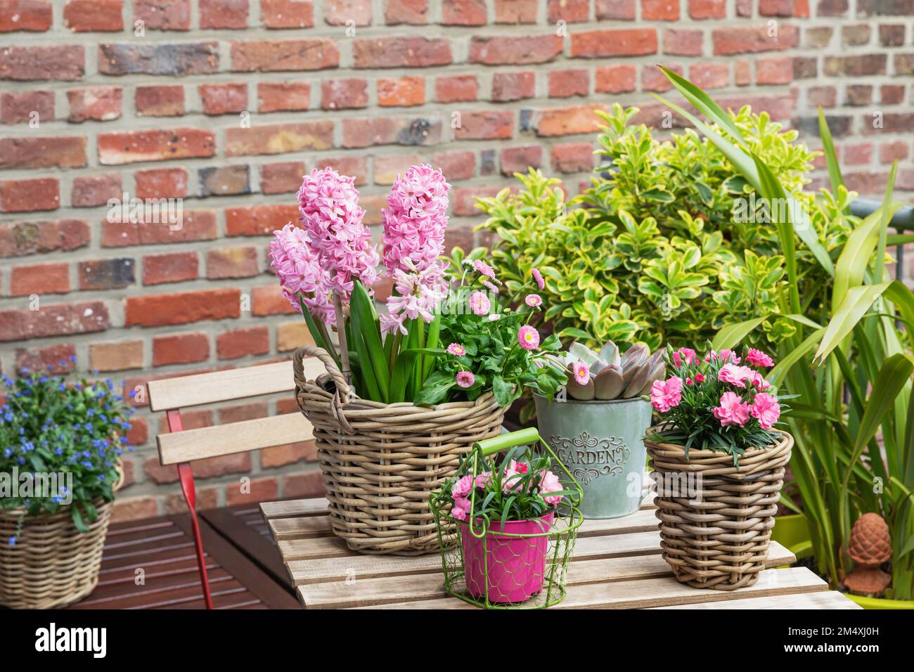 Springtime flowers cultivated on balcony Stock Photo - Alamy