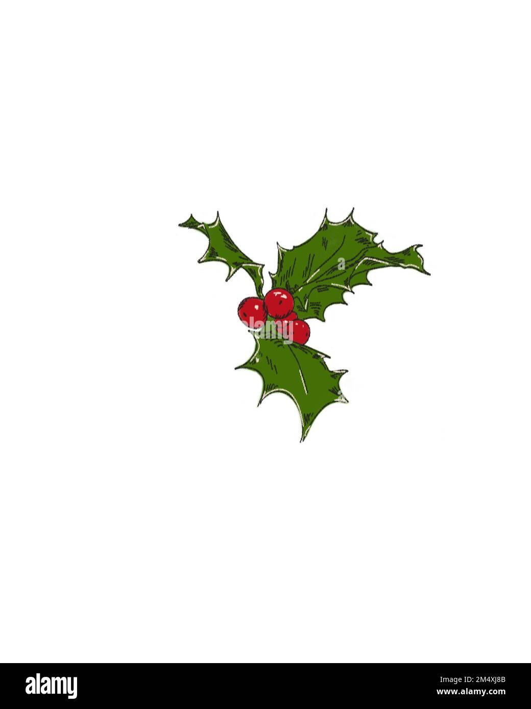 Holly branch design with green leaves and red berries for Christmas ...