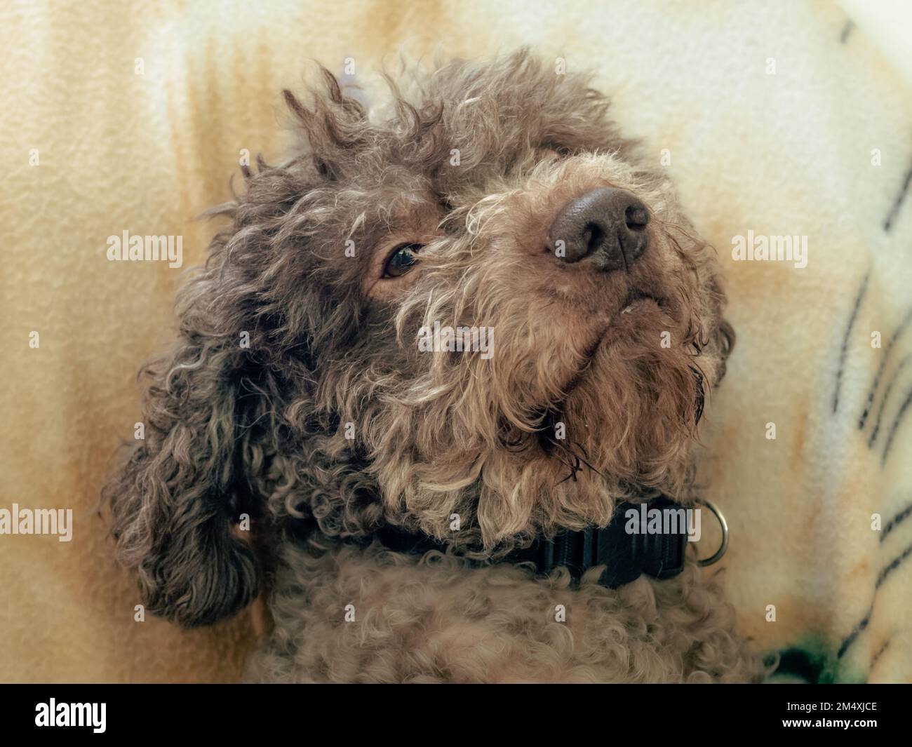 cute Lagotto romagnolo sits in at home. Brown dog with beige spots. The ...