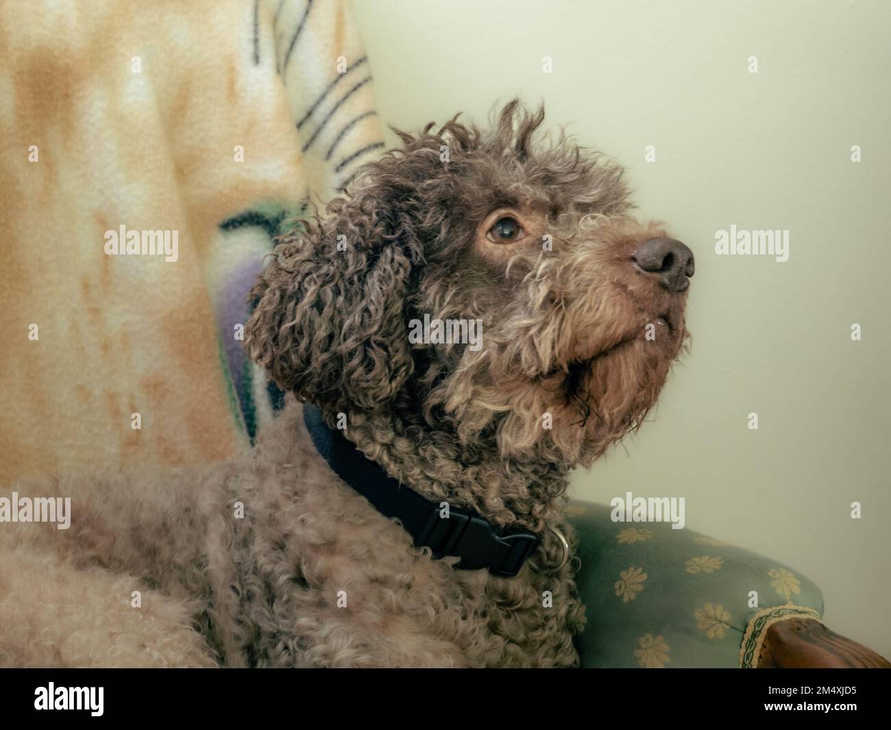 cute Lagotto romagnolo sits in at home. Brown dog with beige spots. The ...