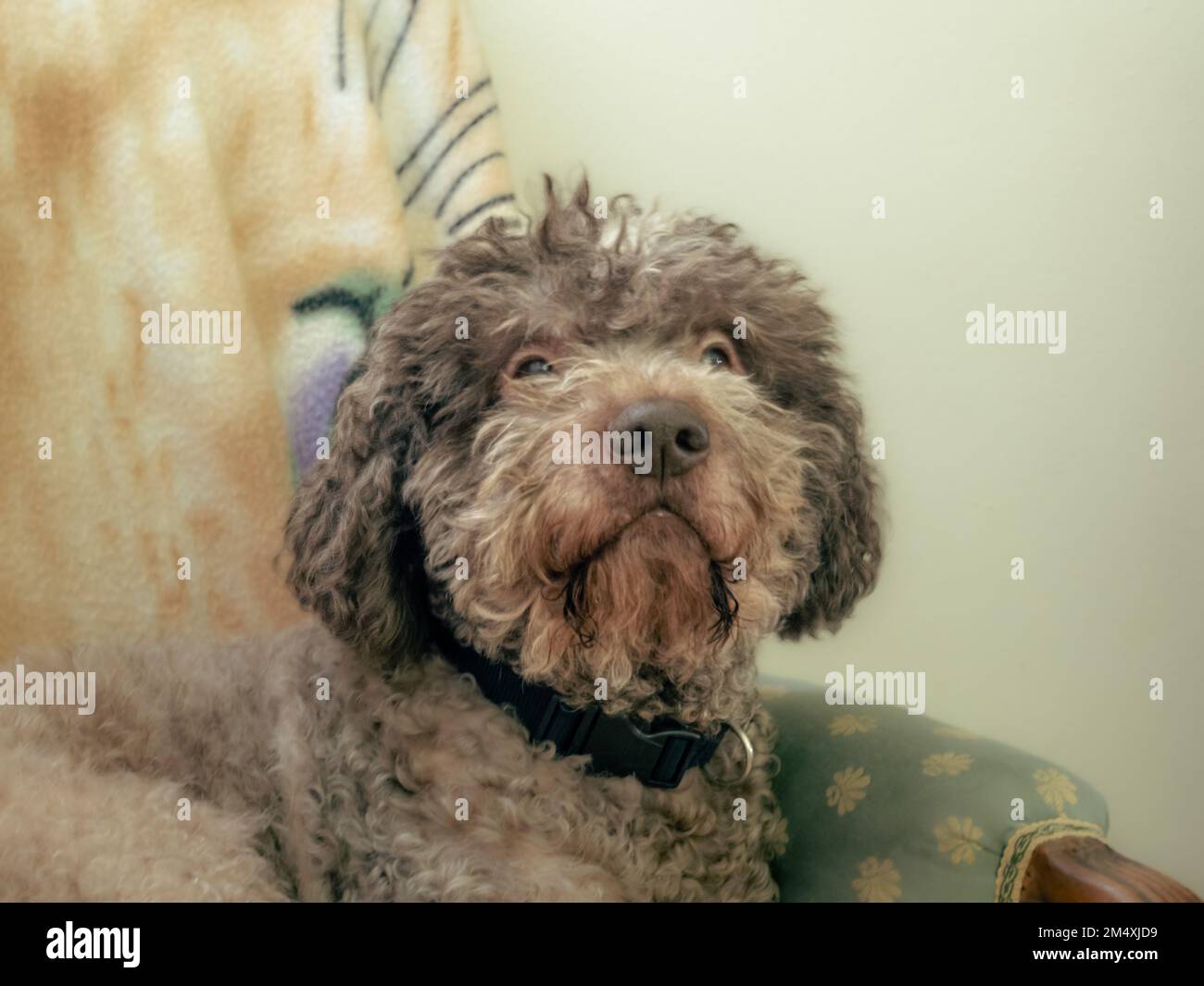 cute Lagotto romagnolo sits in at home. Brown dog with beige spots. The ...