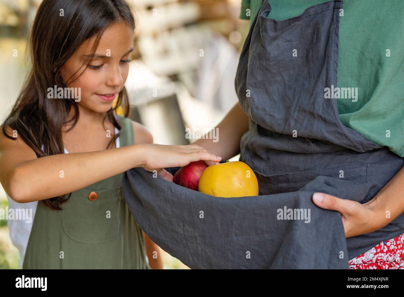 Girl putting apple in apron worn by mother Stock Photo - Alamy