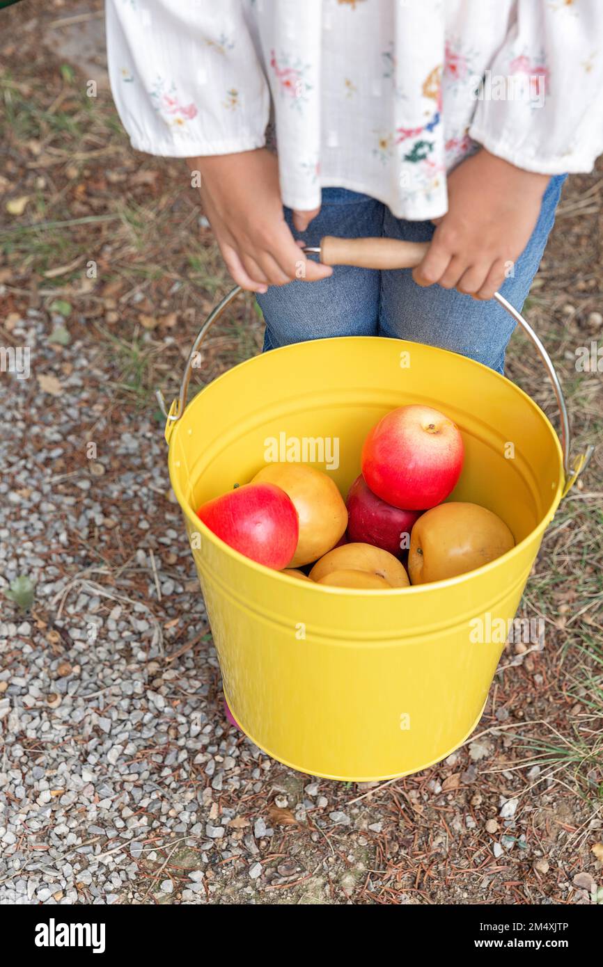 Hands of girl holding yellow bucket with harvested fruits Stock Photo ...