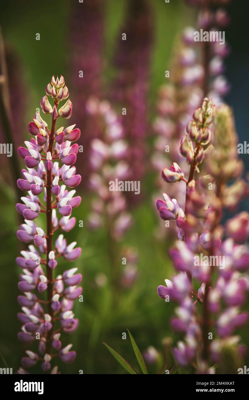 Lupin field hi-res stock photography and images - Alamy
