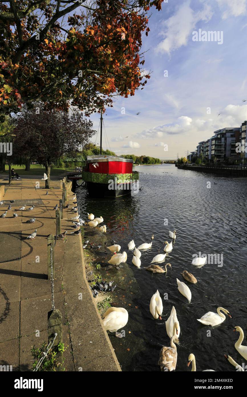 Swans at the River Nene Embankment Gardens, Peterborough City ...