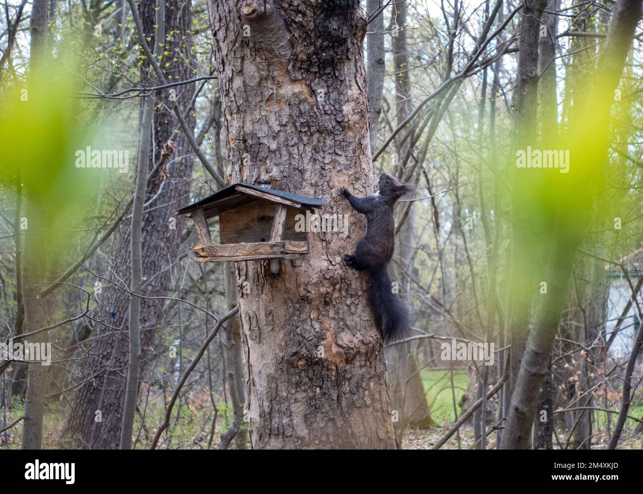 Squirrel grabbing food from birdhouse hanging on tree Stock Photo - Alamy