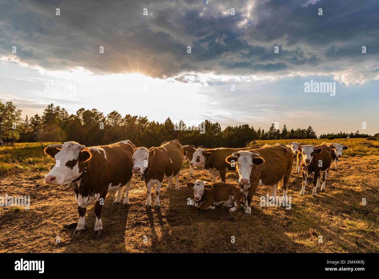 Sun cattle hi-res stock photography and images - Alamy