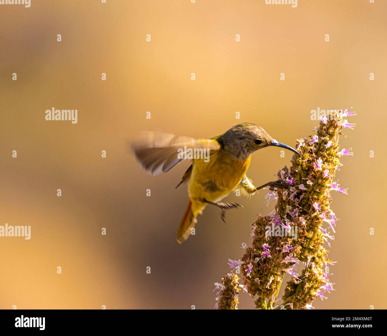 A closeup shot of a fire-tailed sunbird hopping on the flower Stock ...