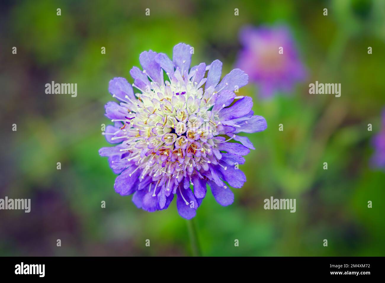 Scabiosa columbaria, Butterfly Blue, Small scabious, perennial herb ...
