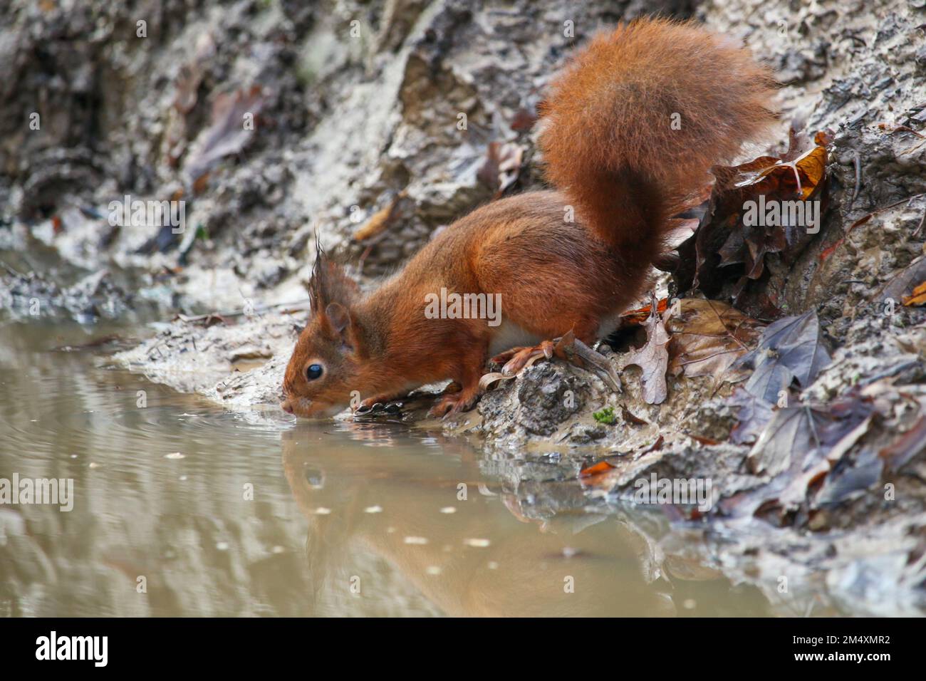 A closeup shot of a cute tiny fluffy squirrel drinking water from a ...
