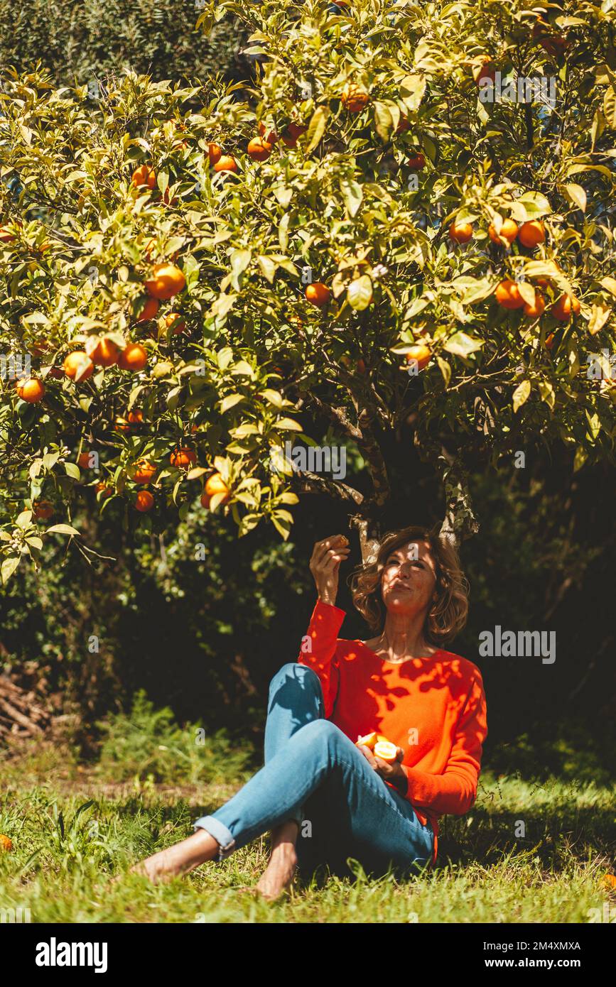 Under the orange tree hi-res stock photography and images - Alamy