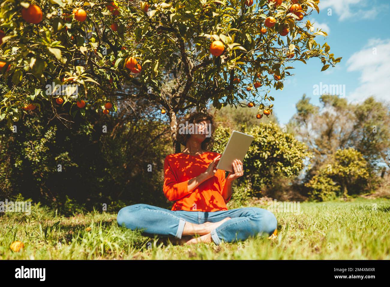 Woman using tablet PC sitting under orange tree on sunny day Stock ...