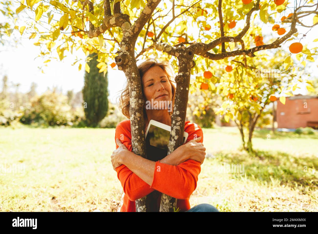 Orange fruit tree hi-res stock photography and images - Alamy