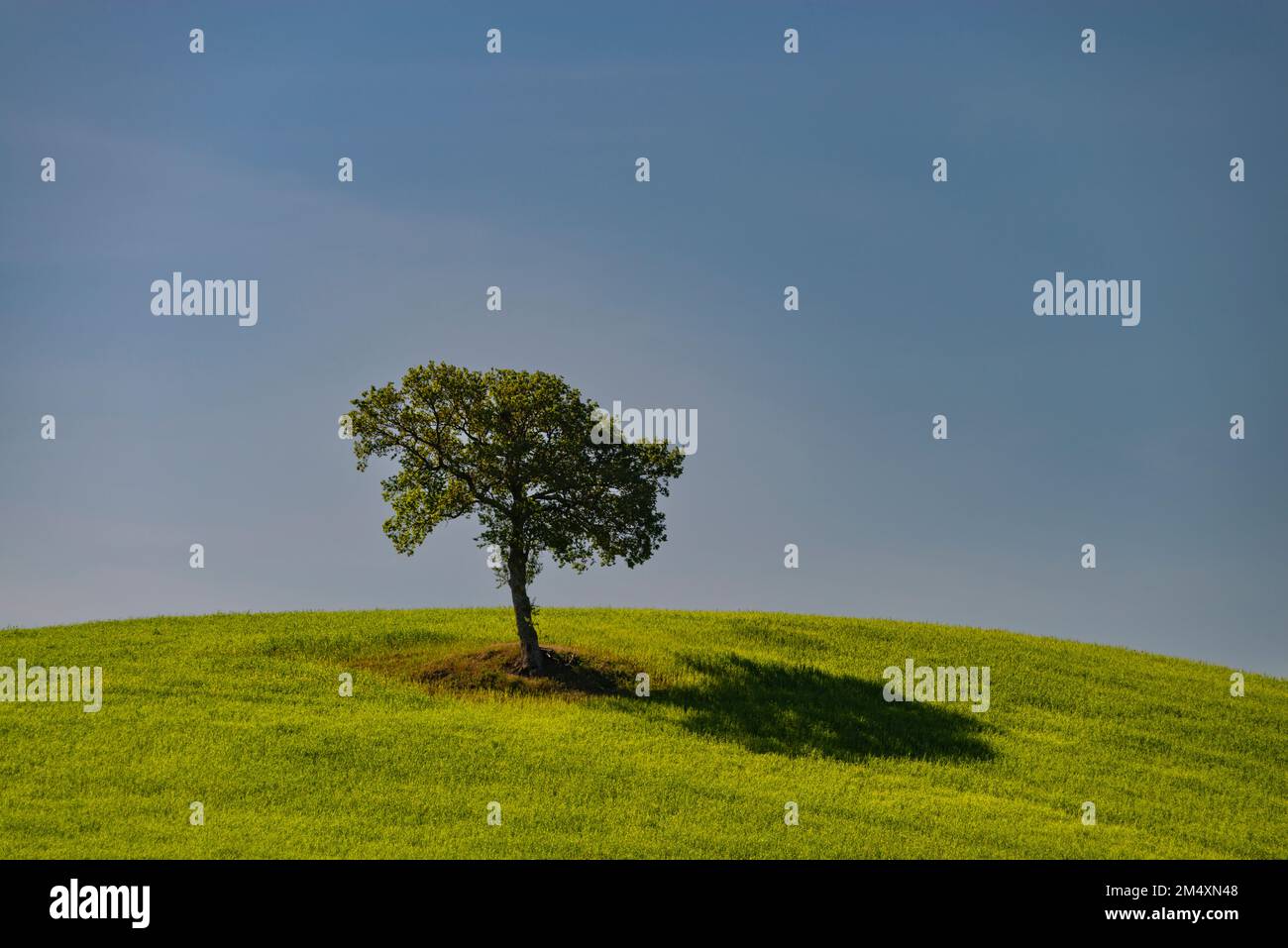 Single mulberry tree growing hill summer hi-res stock photography and ...